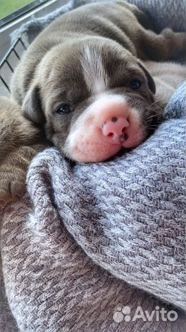 Американский булли щенки