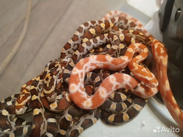 Маисовый полоз