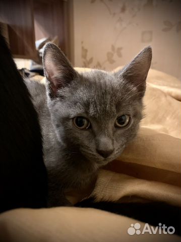 Даром домашний котенок