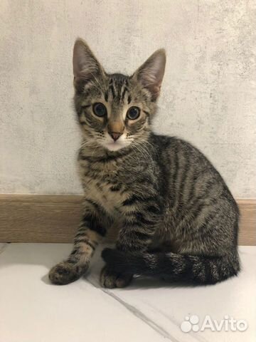Котёнок мальчик в дар