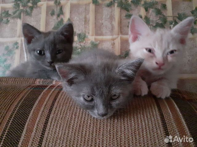 Котята в добрые руки