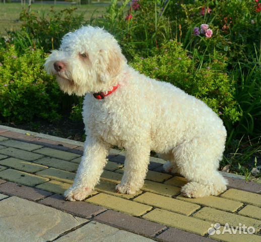 Щенок лаготто романьоло