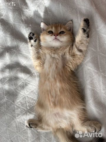 Последняя золото девочка от родителей чемпионов