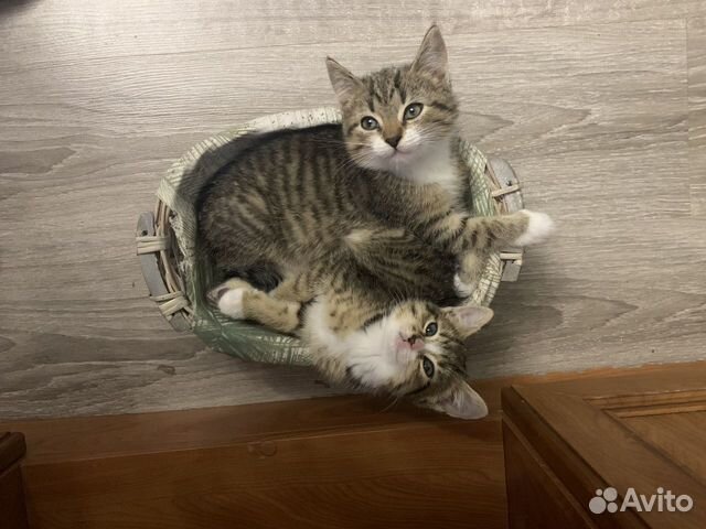 Котята сестренки в добрые руки