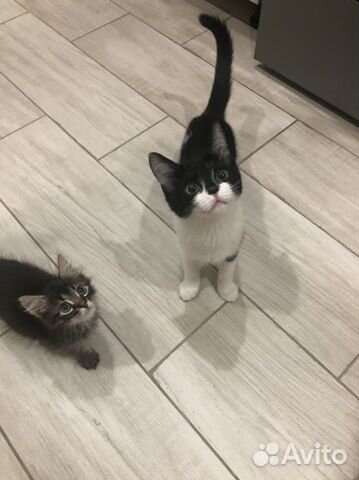 Котята потрясающие