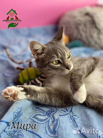 Котенок стерилизованая кошка