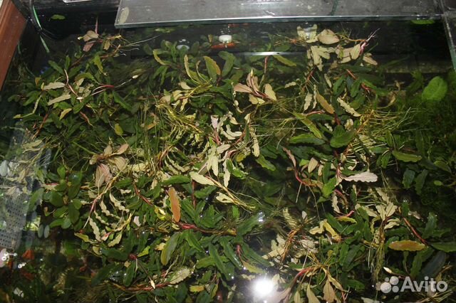 Прополка буцефаландр