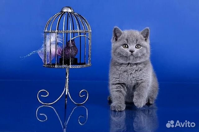 Элитный клубный британский котик Грант