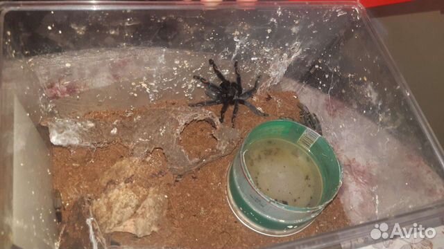 Паук птицеед