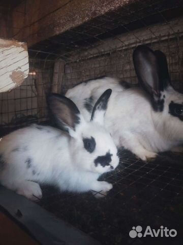 Крольчата