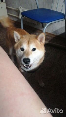 Шиба сиба Ину Кобель 5 лет