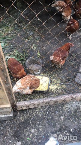 Куры несушки ломан браун