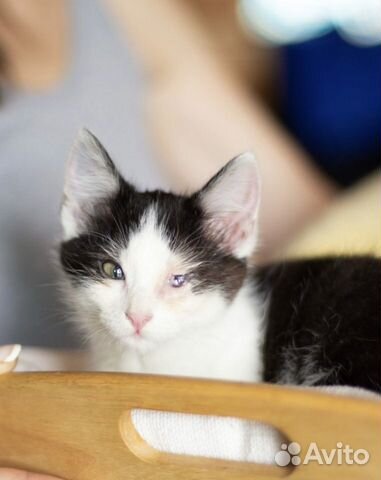 Особенный котенок Молли 2,5 месяца в дар