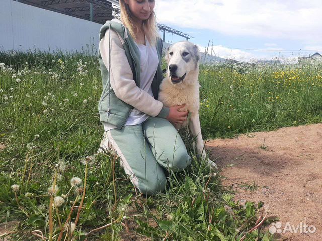 Среднеазиатская овчарка