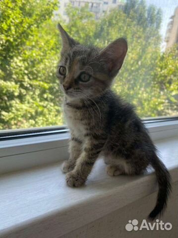 Милая девочка котенок