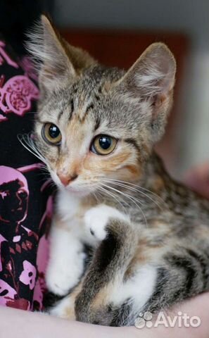 Котёнок Алиса в дар