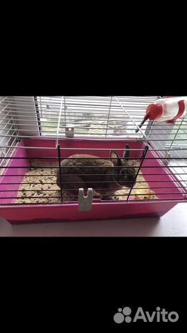 Декоративные кролики