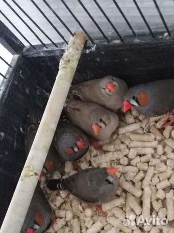 Зебровые амадины