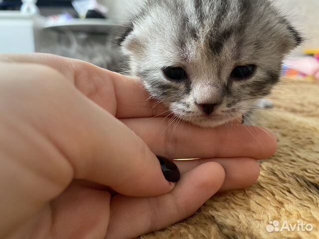 Шотладская кошечка