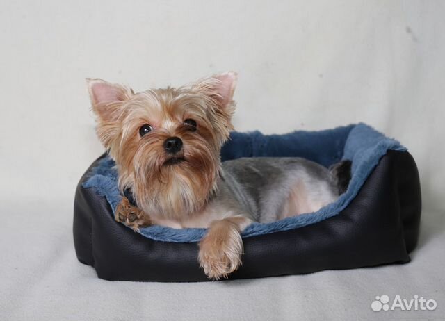 Красивая, подрощенная девочка