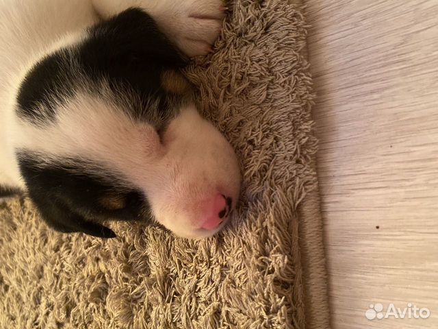 Собаки бесплатно в добрые руки щенки