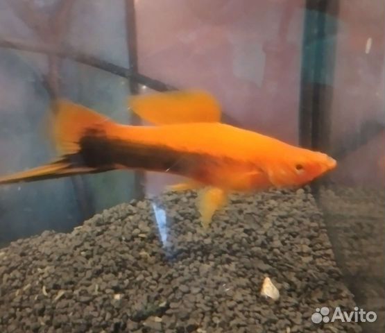 Меченосца и Хелену