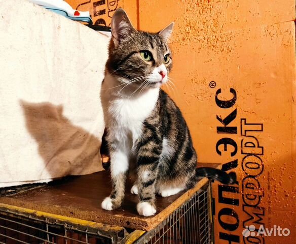 Я тебе помурчу, можно