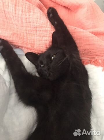 Котенок 5 месяцев