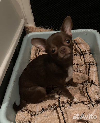 Шоколадочка 2г