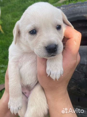 Щенки лабрадора