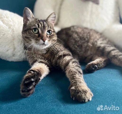 Зайка-юная, прелестная кошечка в поисках дома