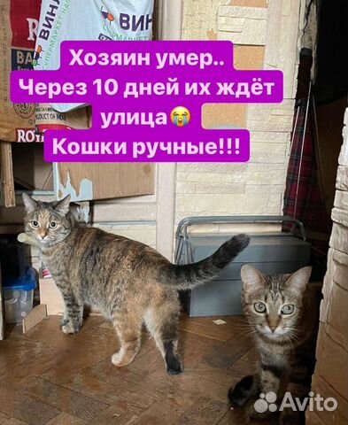 Помогите Умер хозяин, ищем дом