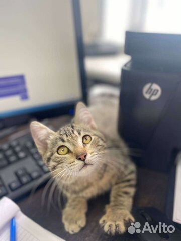 Котодети из приюта ищут своих родителей