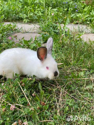 Калифорнийские кролики