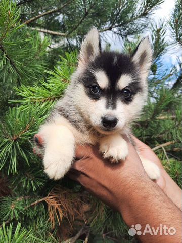 Щенки сибирской хаски