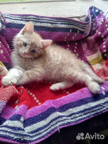 Котёнок в добрые ручки