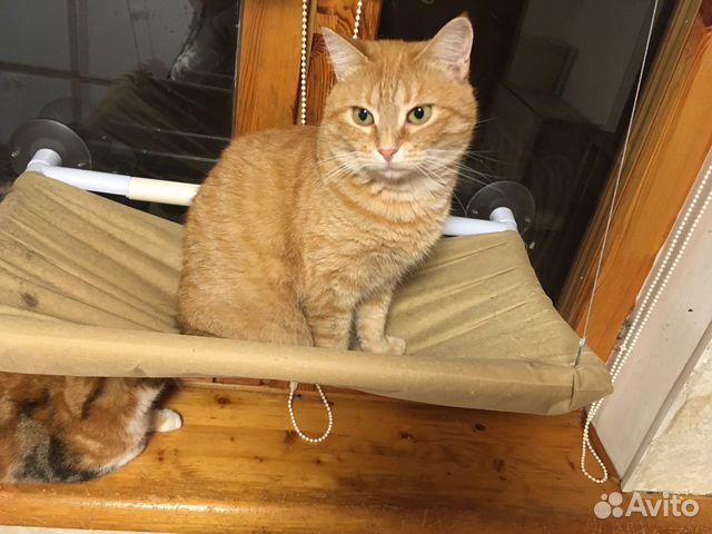 Милейшая кошка Жужа ищет семью