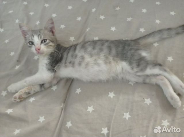 Котята в добрые руки бесплатно