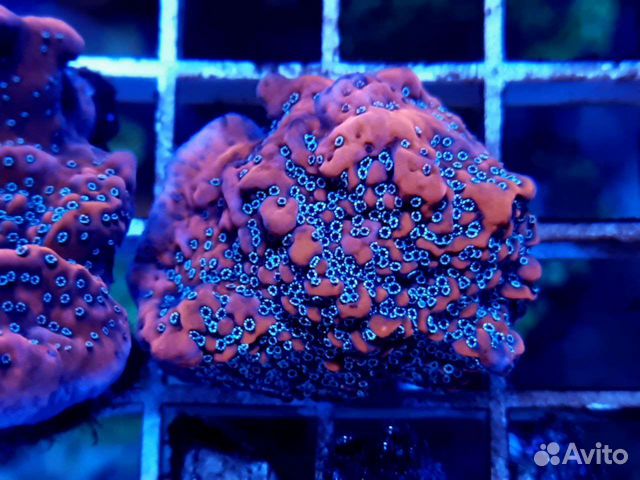 Коралл монтипора Mystic Killer monti