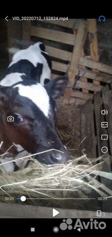 Продается бычок 1 месяц,цена договорная