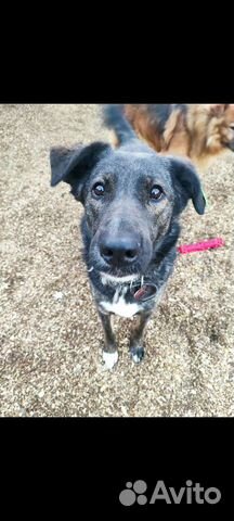 Собака Рона ищет дом и своего человека