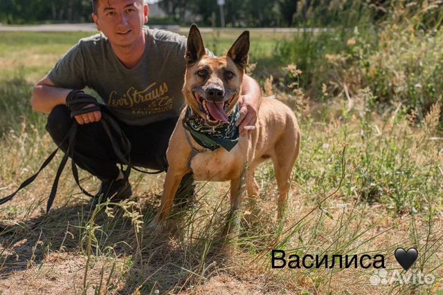 Собака в добрые руки. Василиса