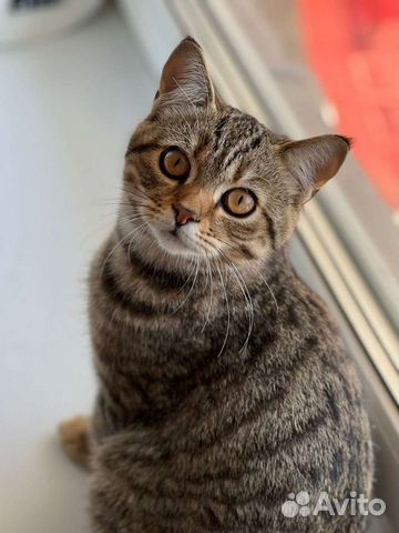 Котята бесплатно Британцы помесь