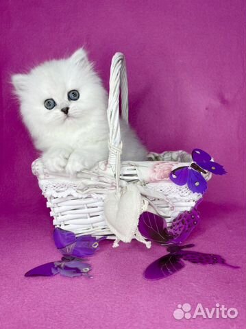 Персидская шиншилла