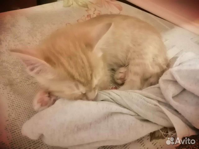 Котёнок в добрые руки