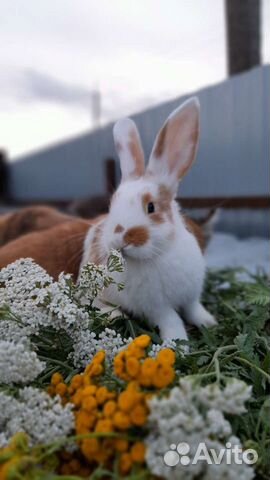 Кролики породы рекс