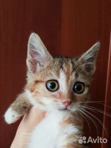 Трехцветка котенок девочка 1,5мес Симка