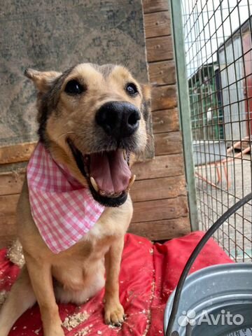 Ей не место в приюте