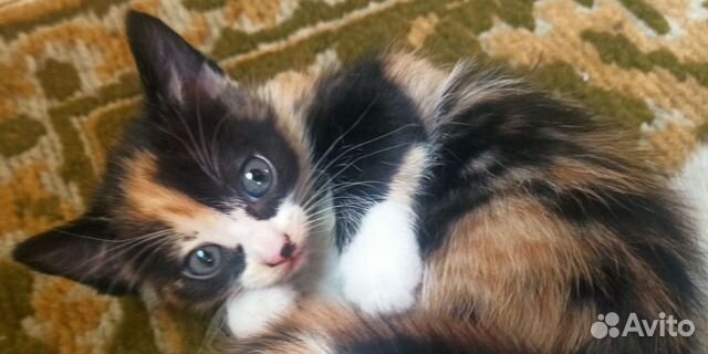 Котята ищут дом