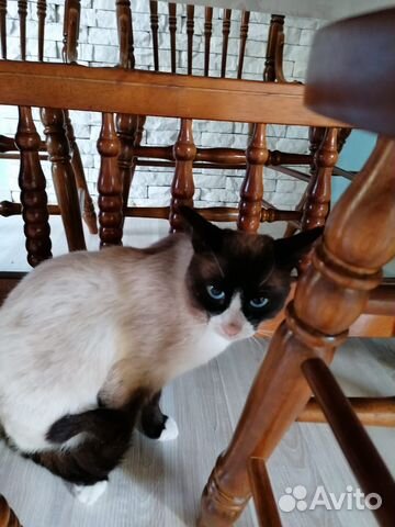 Кот